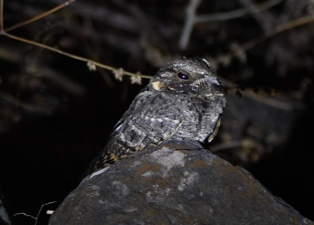Buff-collared Nightjar from Temixco, Mor., México on March 30, 2023 at ...
