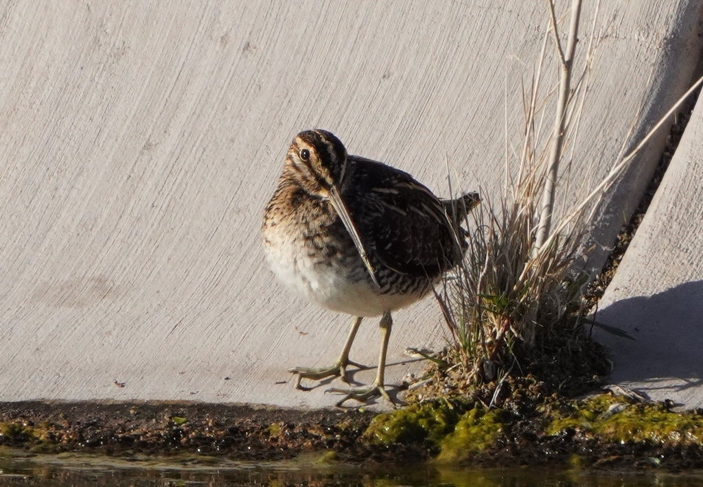 Wilson's Snipe from Clark County, NV, USA on April 03, 2023 at 08:06 AM ...