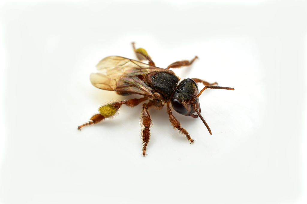 Pectoral Robust-Stingless bee from Purires, San Pablo, Turrubares, San ...