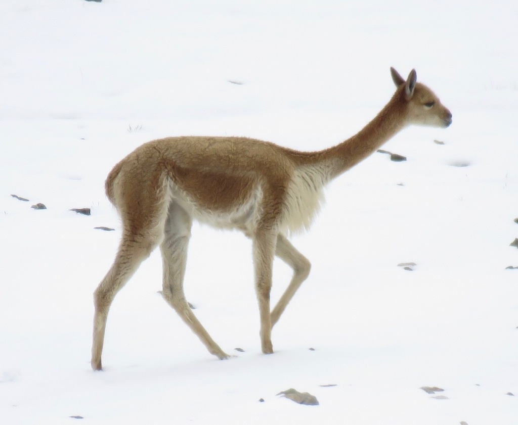 Vicuña (Vicugna vicugna) - Know Your Mammals
