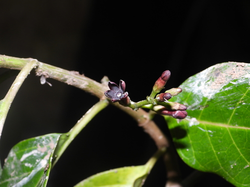 Ruehssia rubrofusca · iNaturalist