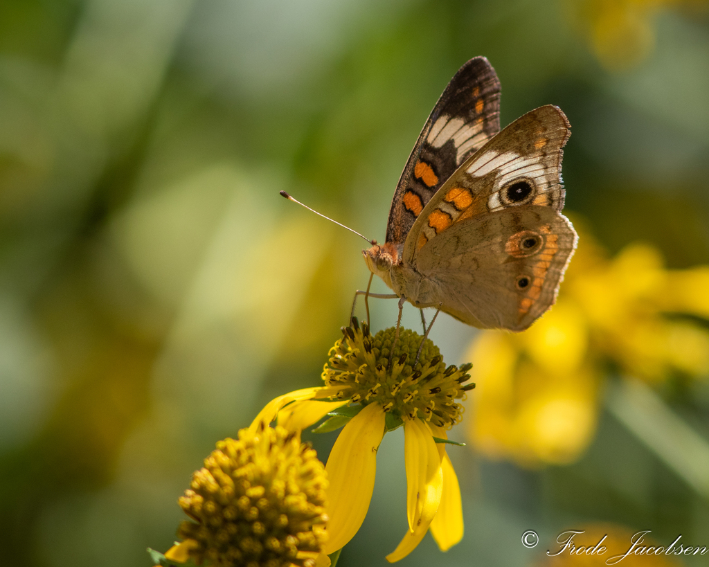 Common Buckeye from White Hall, MD 21161, USA on August 24, 2019 at 11: ...