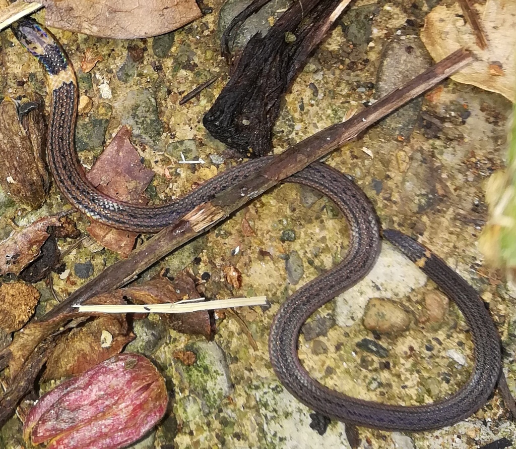 Collared Reed Snake from Nho Quan, VN-NB, VN on October 10, 2018 at 03: ...