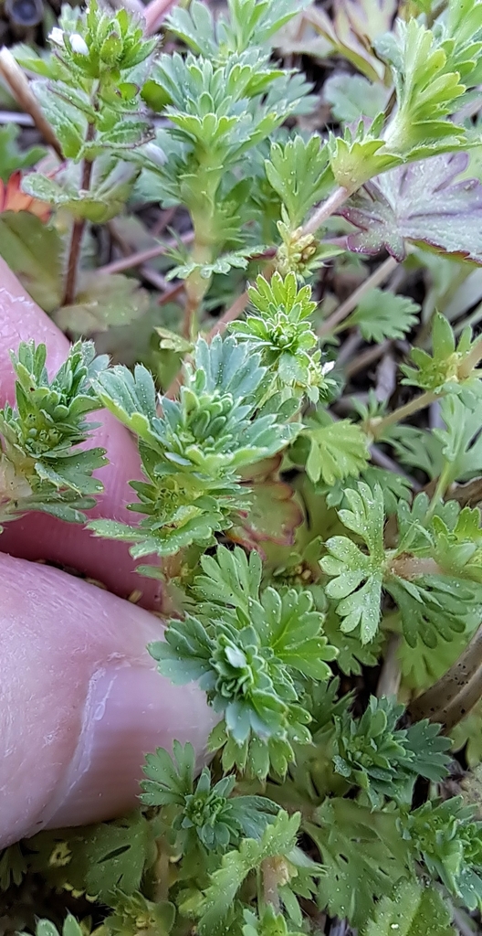 Slender parsley-piert from Trees, LA 71082, USA on April 1, 2023 at 05: ...