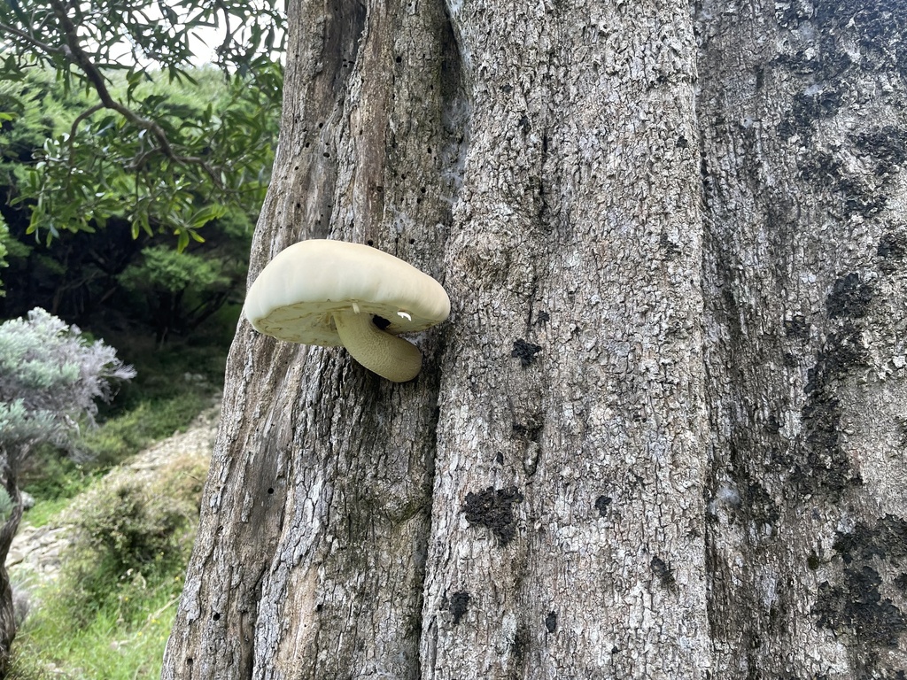 Tawaka from Te Waipounamu/South Island, Blenheim, Marlborough, NZ on ...