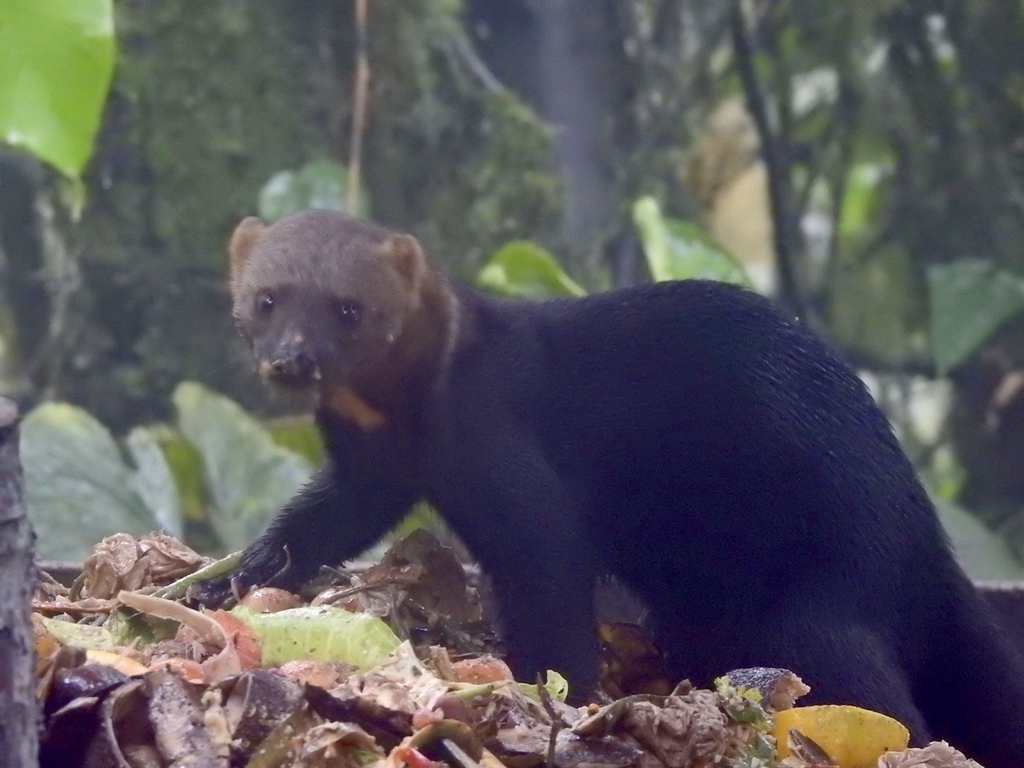 Tayra in March 2023 by frankf · iNaturalist