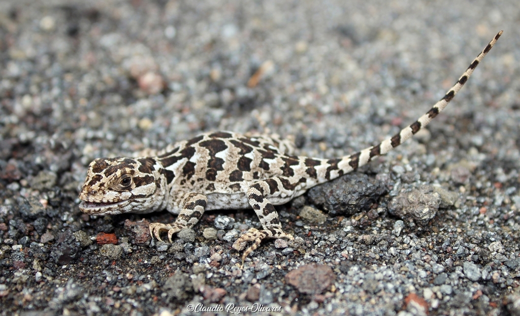 Six-banded Patagonian Lizard from Cautín, Araucanía, Chile on March 18 ...