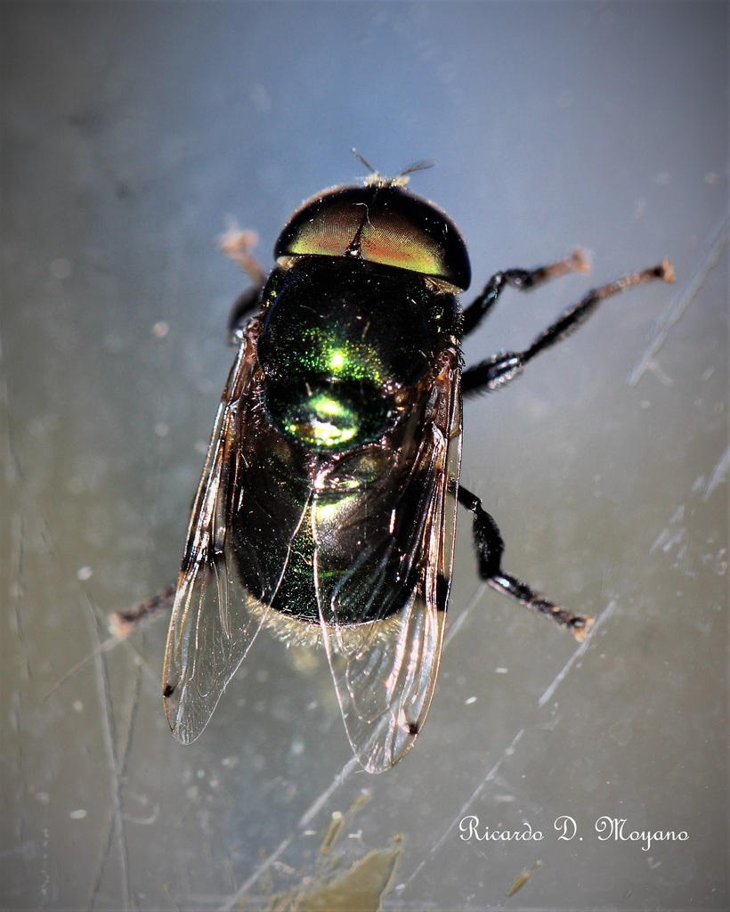 Green Jewel Fly from Guaraní, Misiones, Argentina on April 2, 2023 at ...