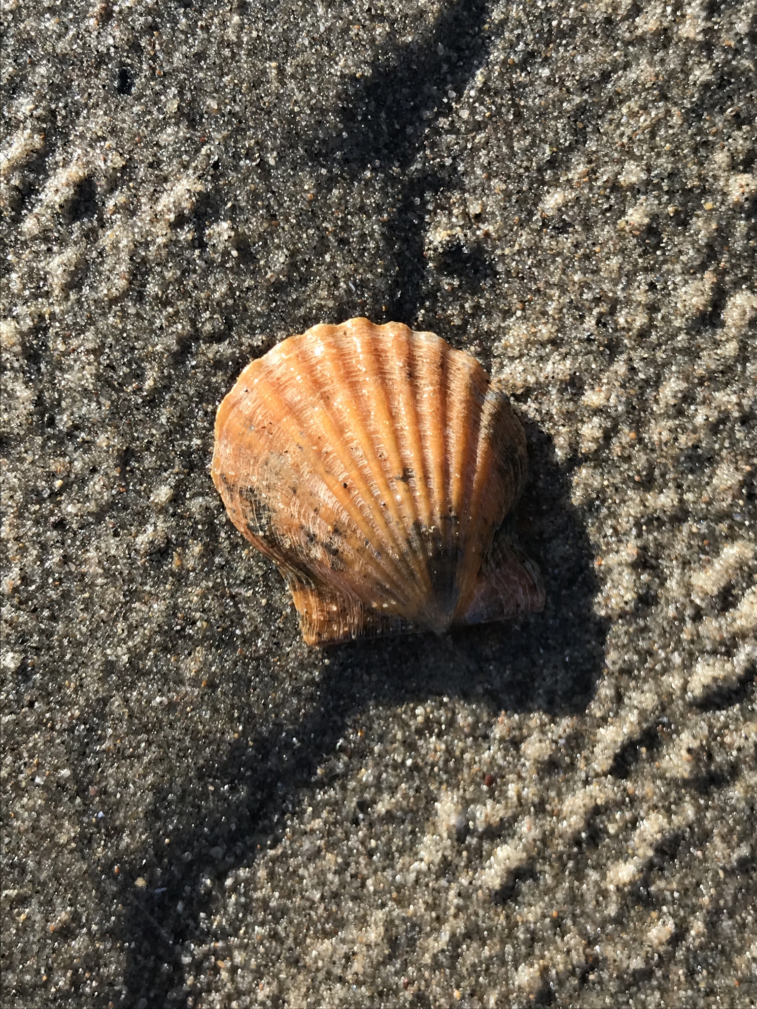 Leptopecten latiauratus (Conrad, 1837)