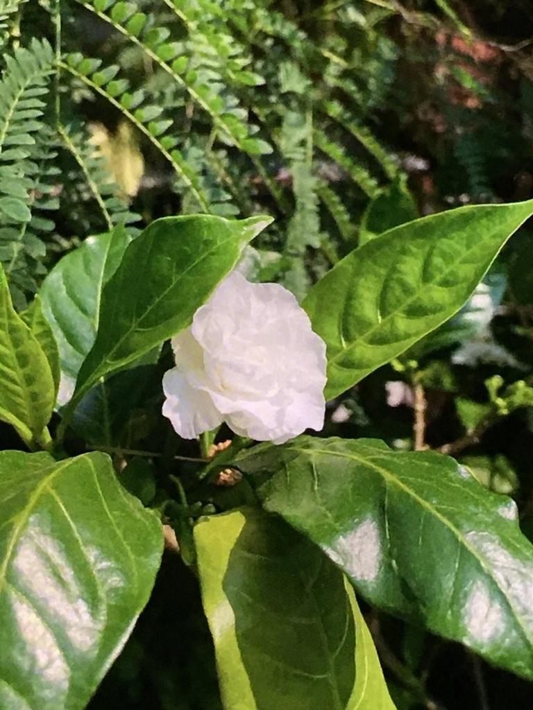 Fortune's Cape Jasmine from Soi Muban Mantana Ram Inthra-Wongwaen ...