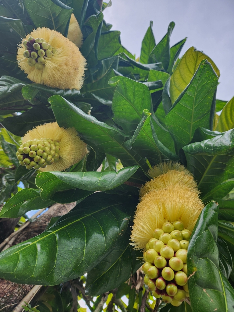 Cutnut from Port Vila, Vanuatu on April 2, 2023 at 03:15 PM by Shelomi ...