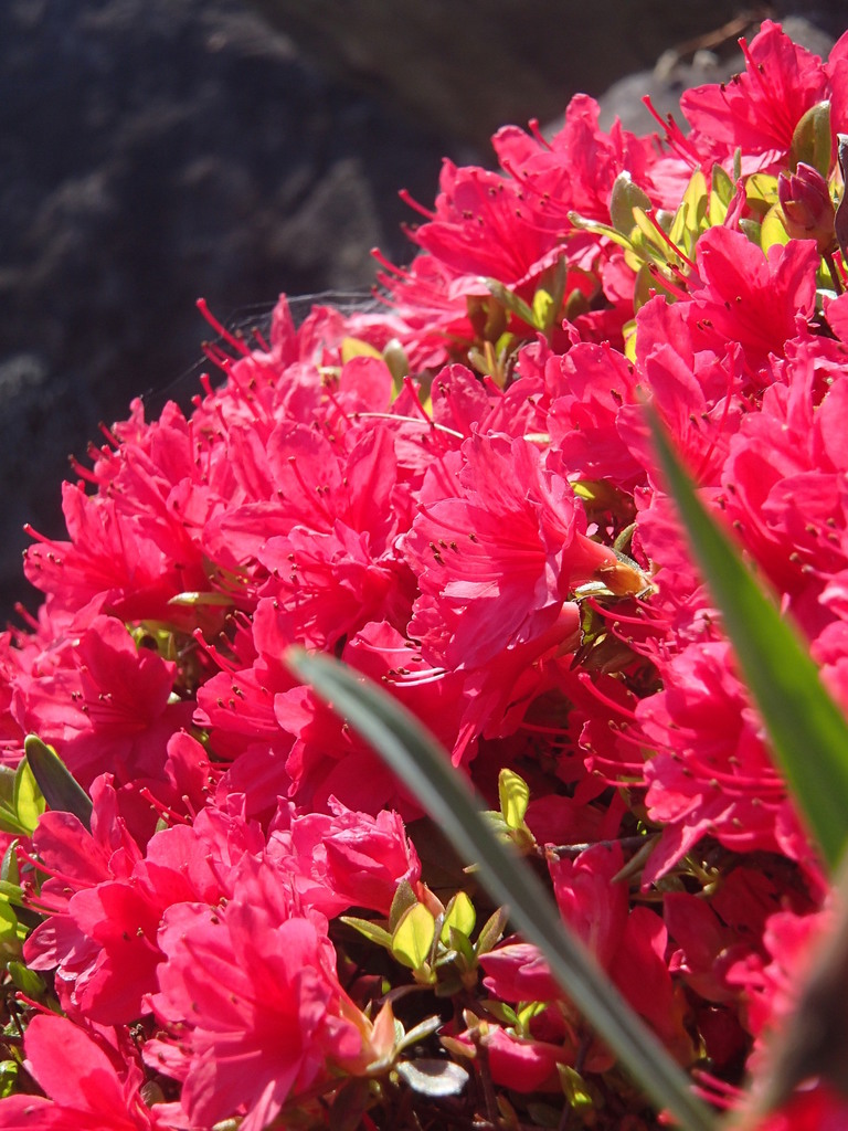 Kurume Azalea (Rhododendron obtusum) - Botanical Realm