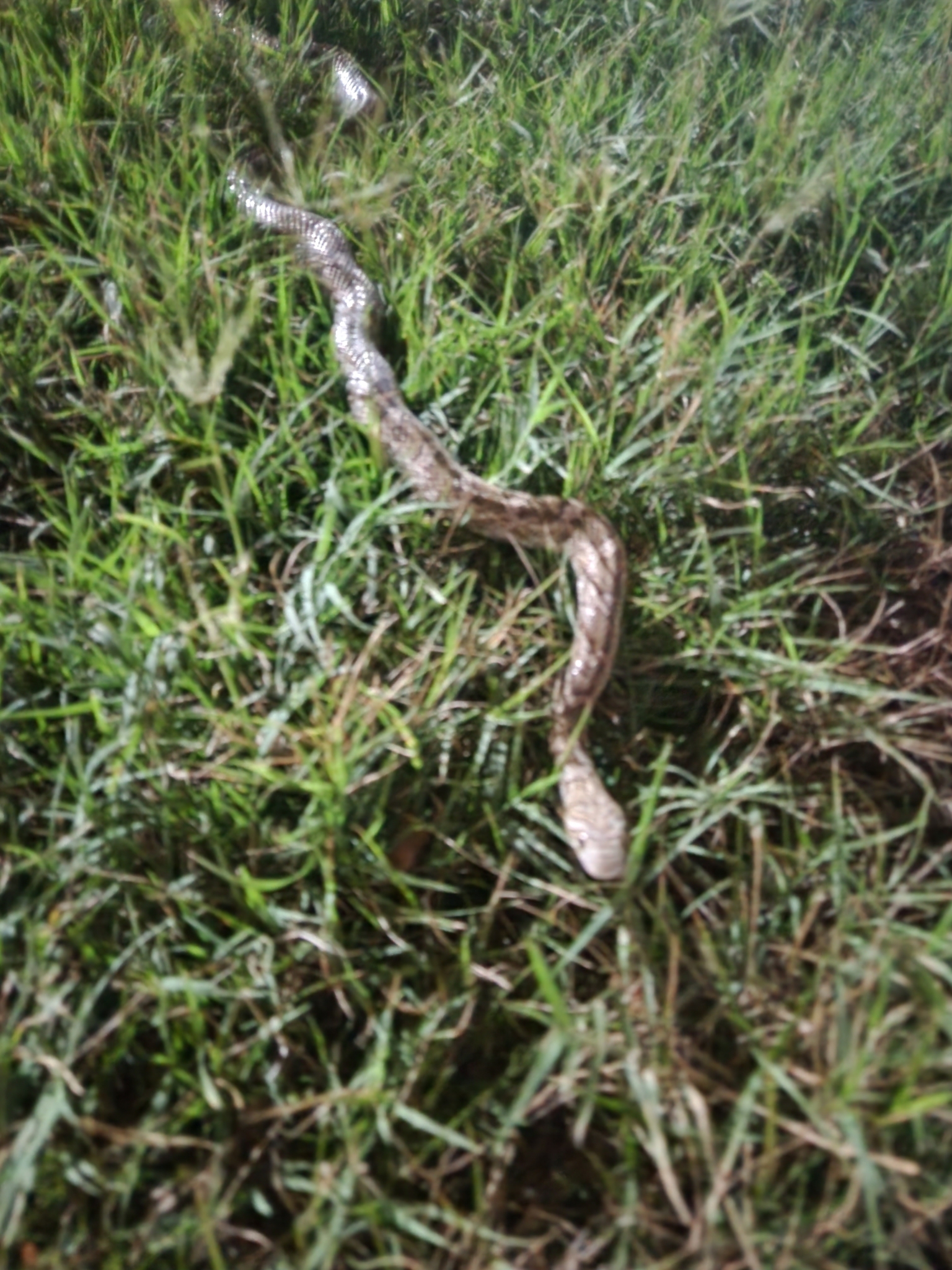 Pantherophis emoryi (Baird & Girard, 1853)