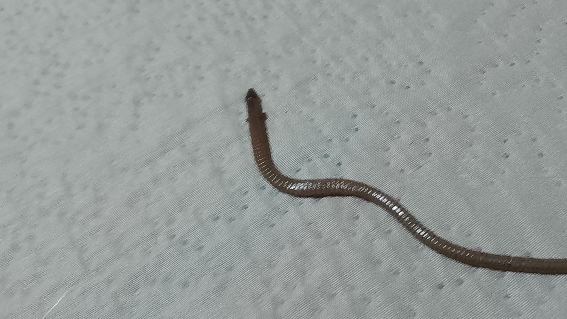 Bachia bicolor (Cope, 1896)