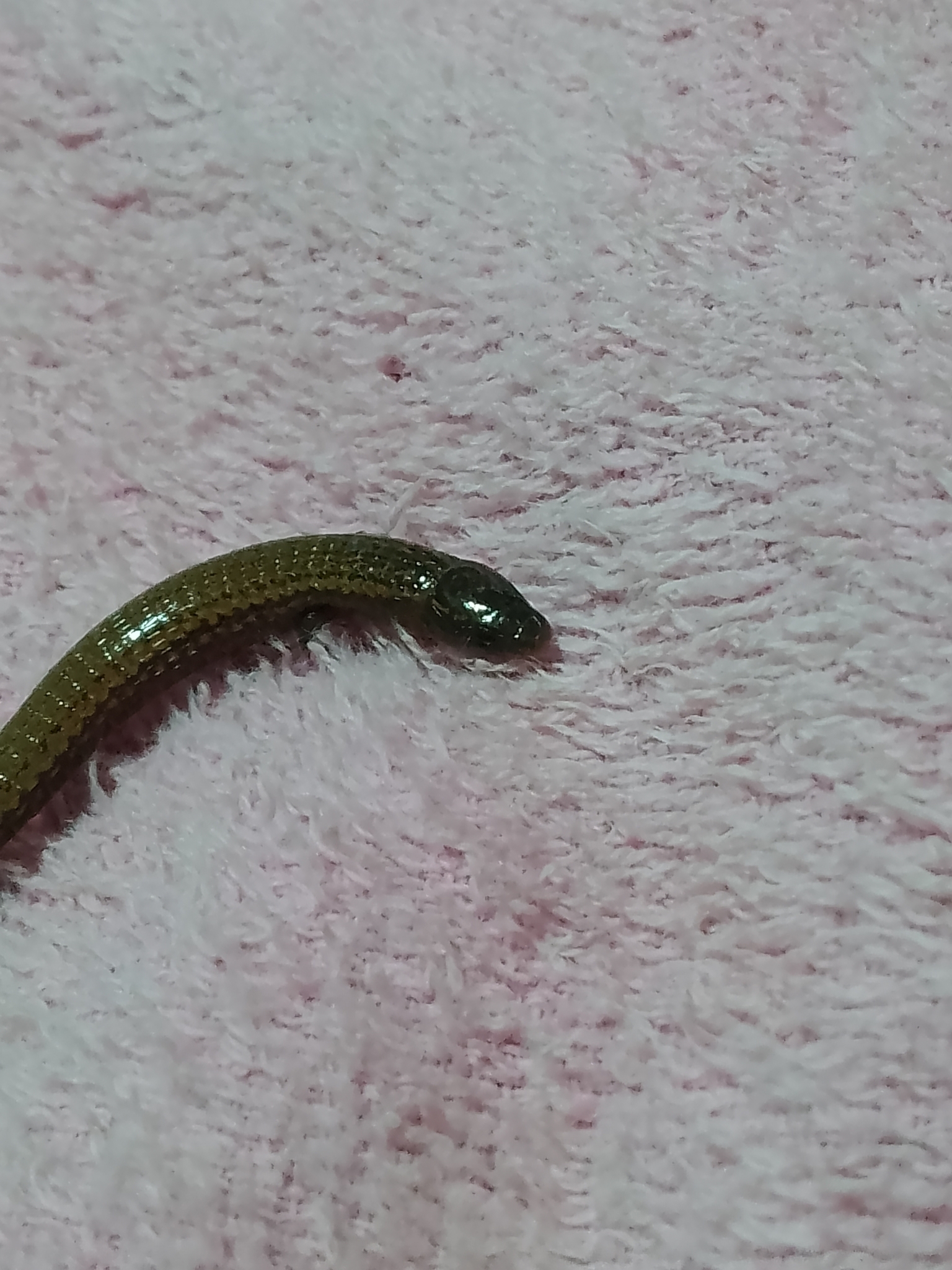 Bachia bicolor (Cope, 1896)