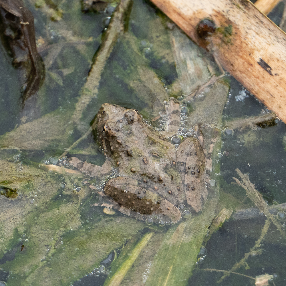 Blanchard's Cricket Frog from Papillion, NE, USA on April 03, 2023 at ...