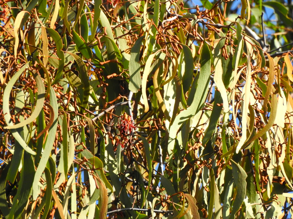 drooping mistletoe from Kobble Creek QLD 4520, Australia on April 4 ...