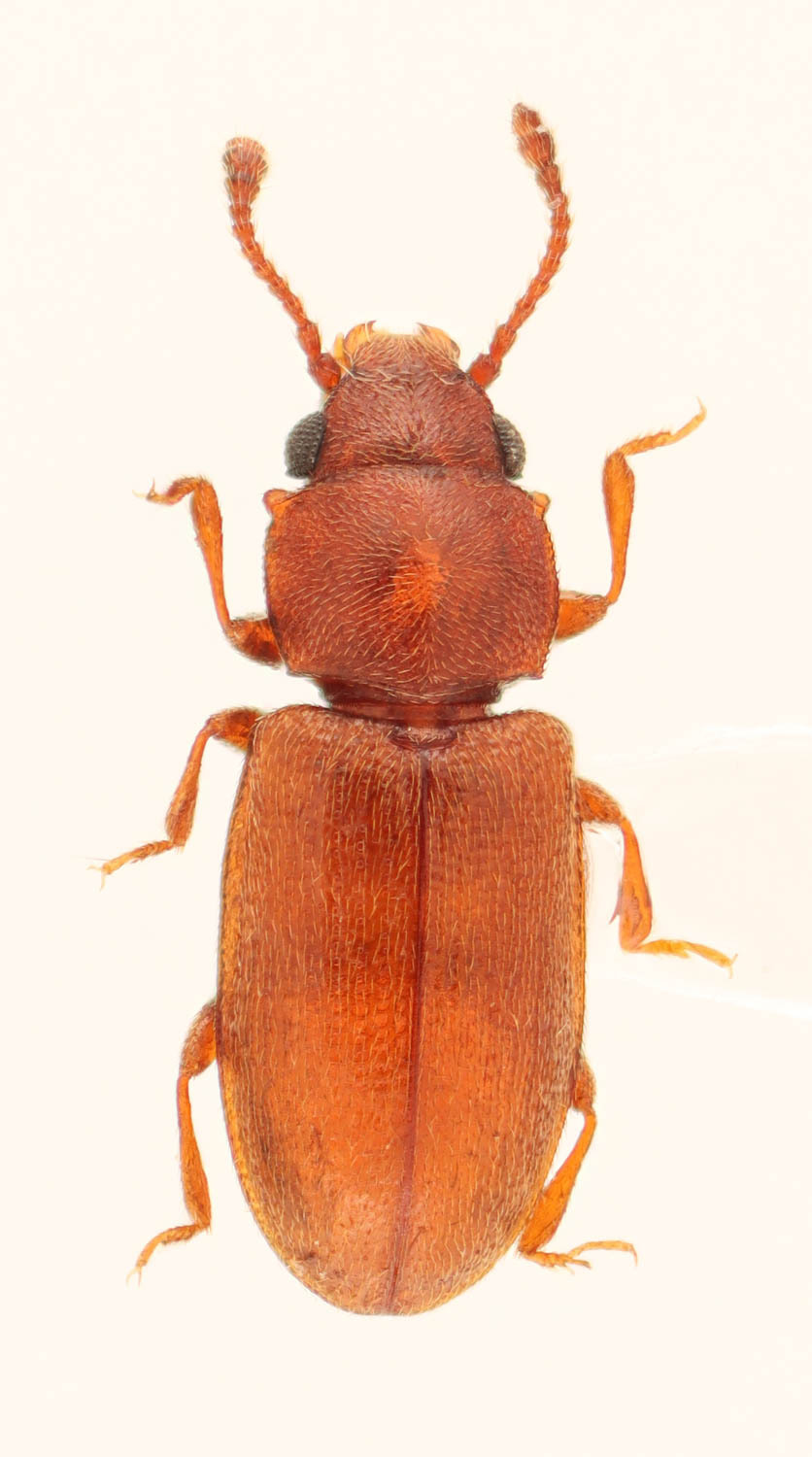 Ahasverus advena (Walt, 1832)