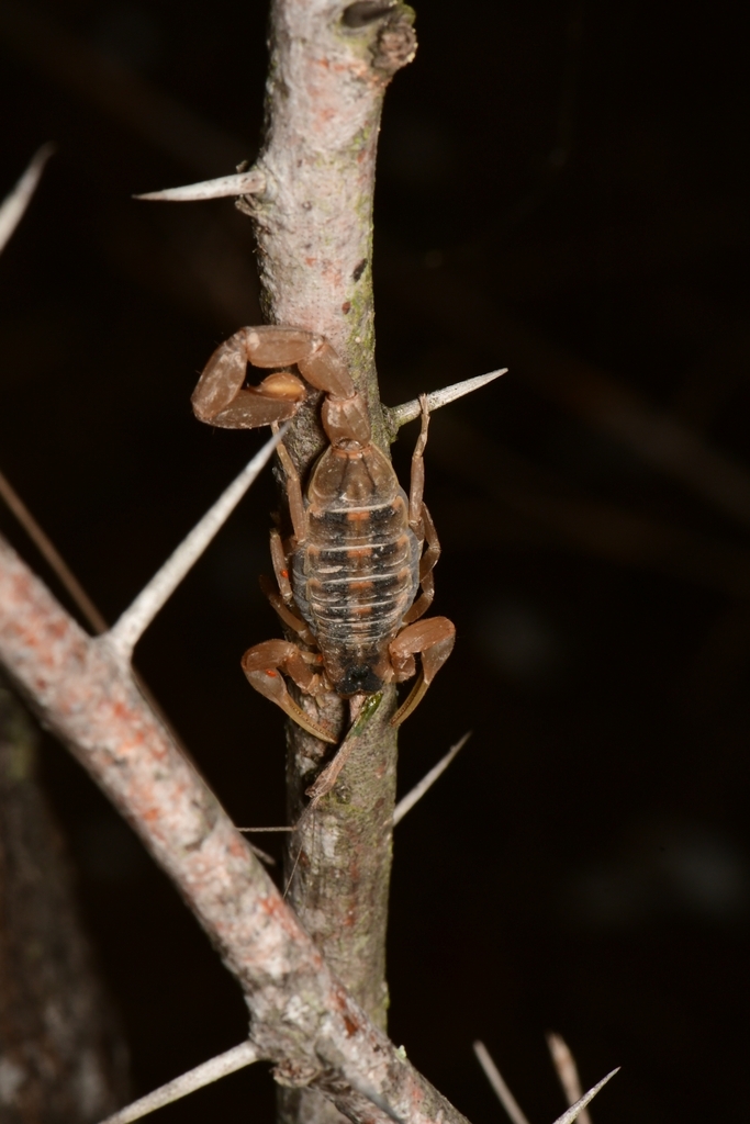 Striped Bark Scorpion in April 2023 by Joey Santore · iNaturalist