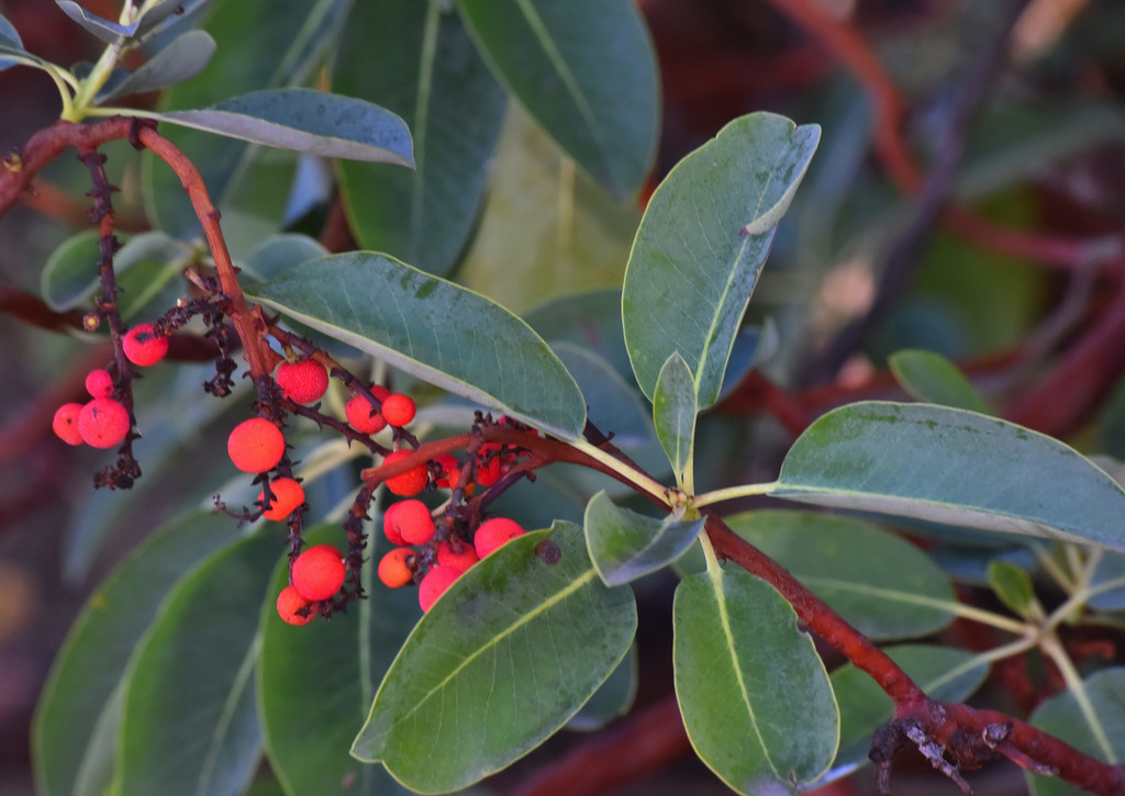 Pacific madrone (Handbook for the Native Trees of Oregon) · iNaturalist