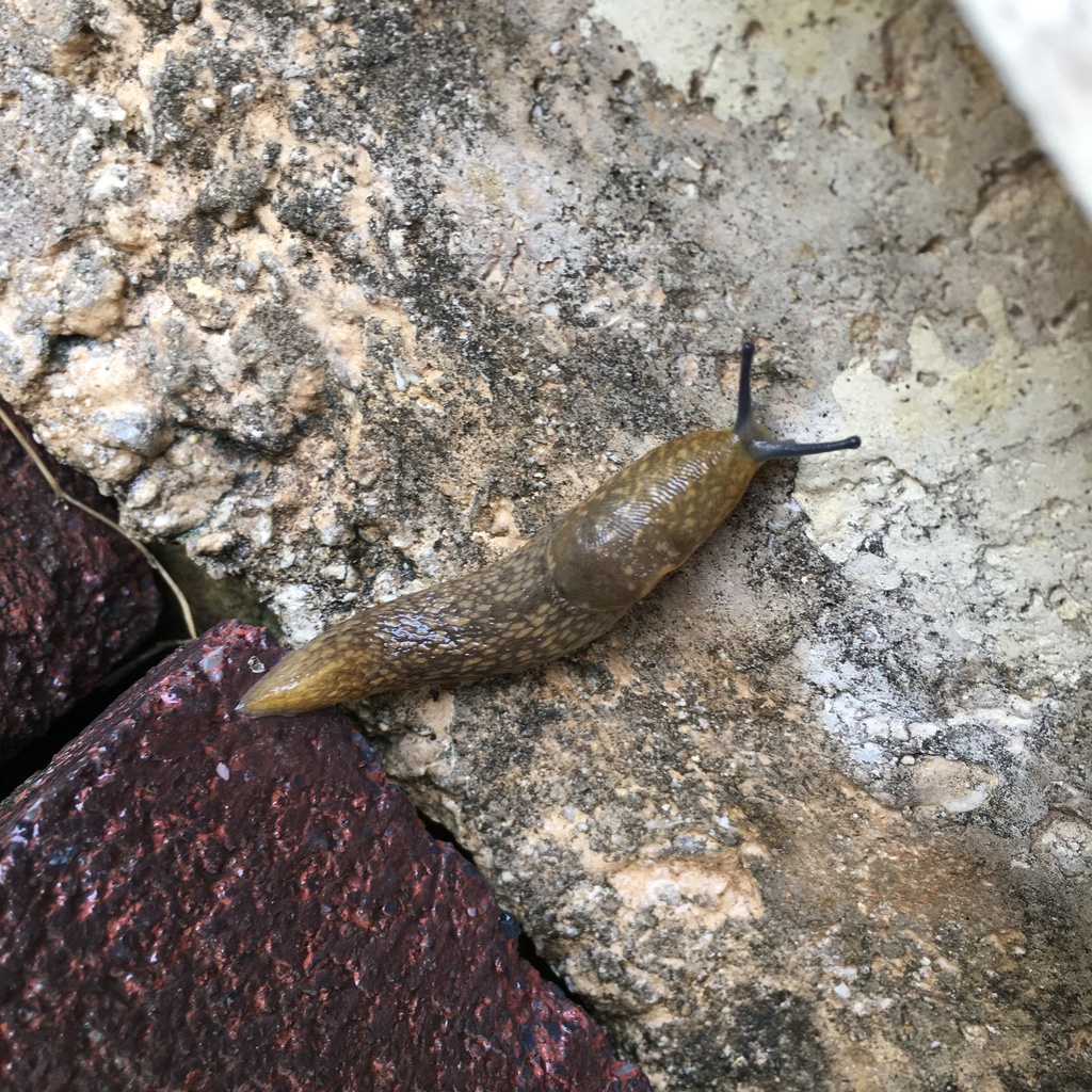 Cellar Slugs from Lake Pine Dr, San Antonio, TX, US on April 3, 2023 at ...