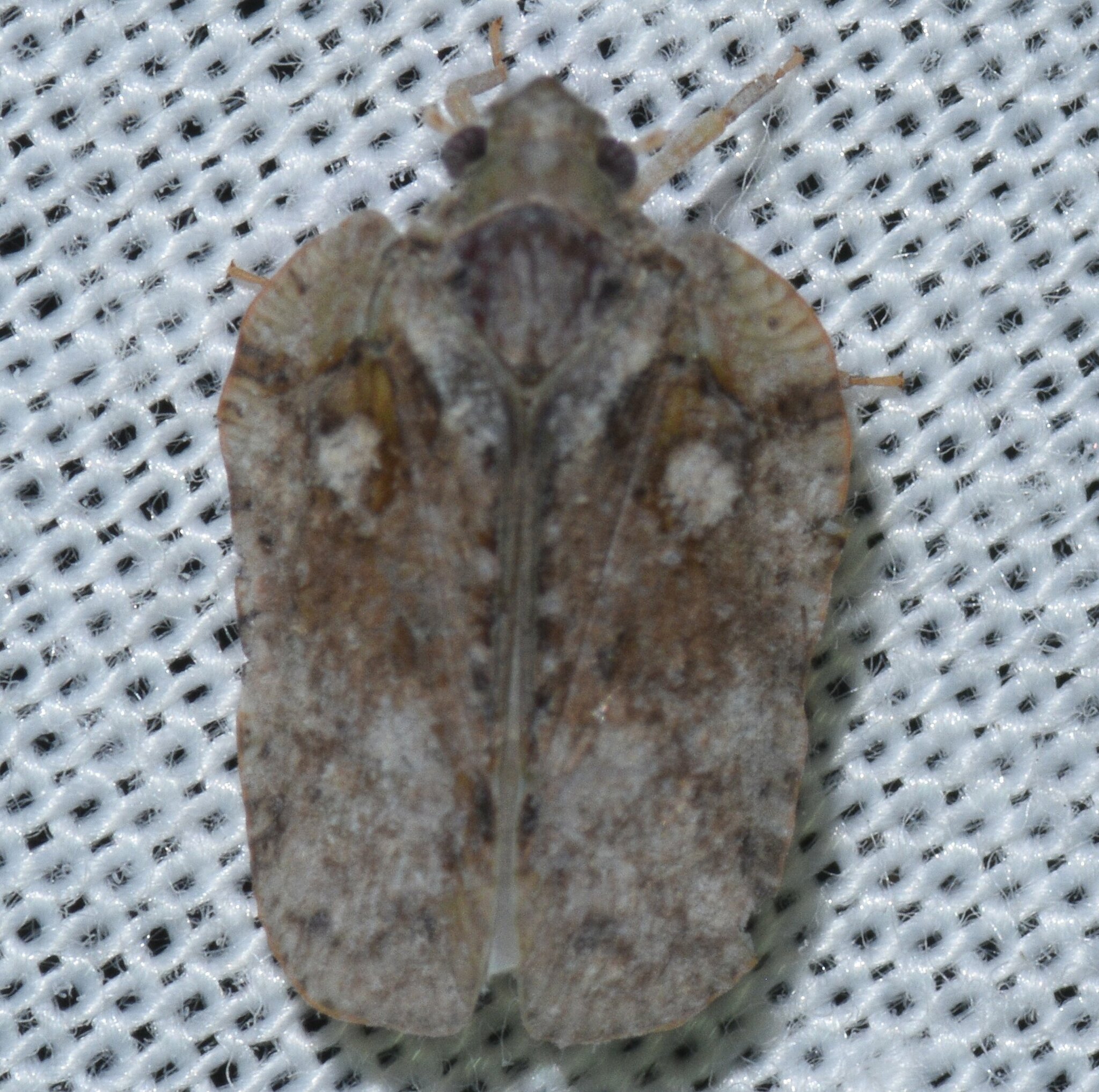 Flatoidinus punctatus (Walker, 1851)