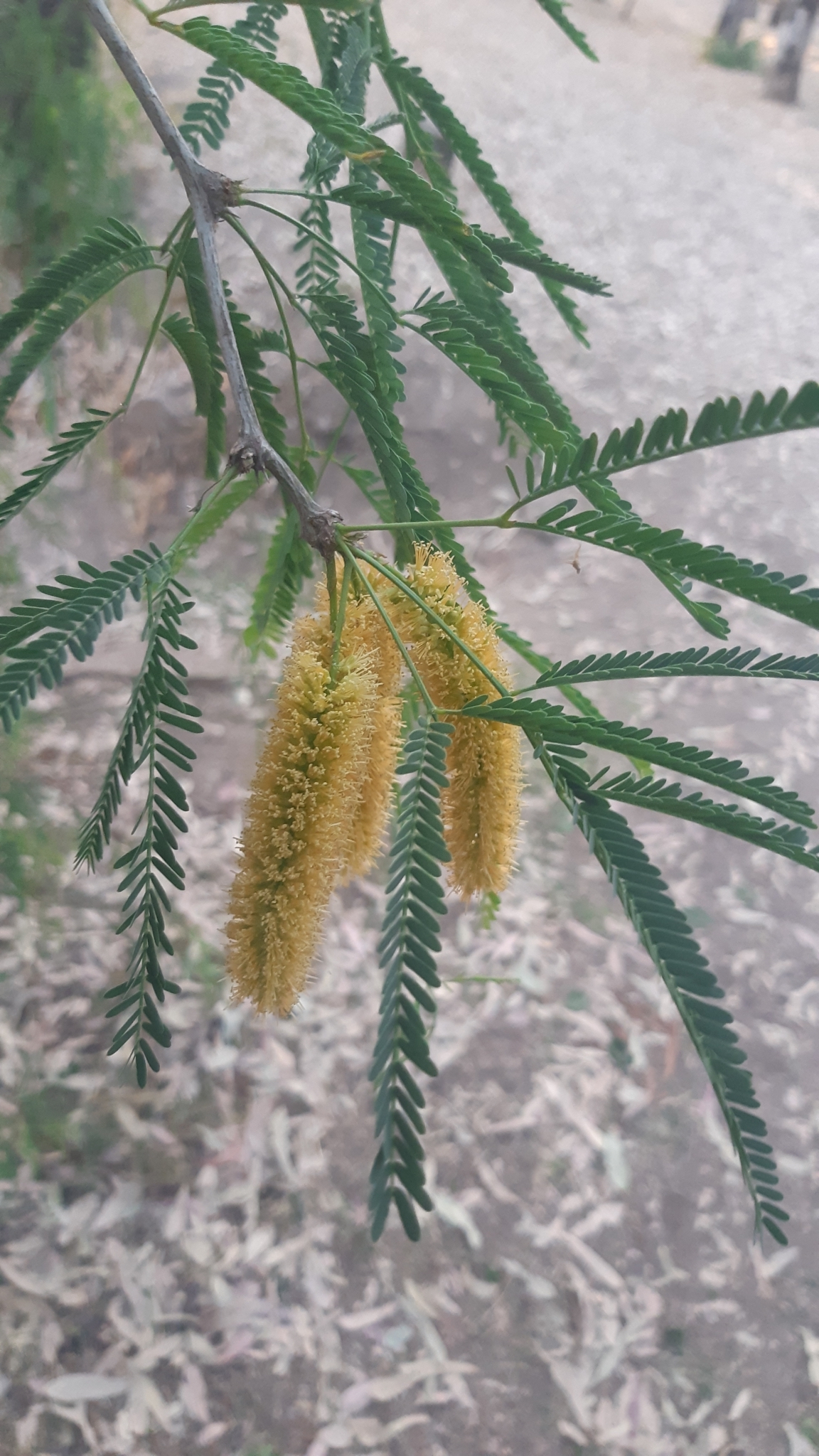 Prosopis laevigata (Humb. & Bonpl. ex Willd.) M.C.Johnst.