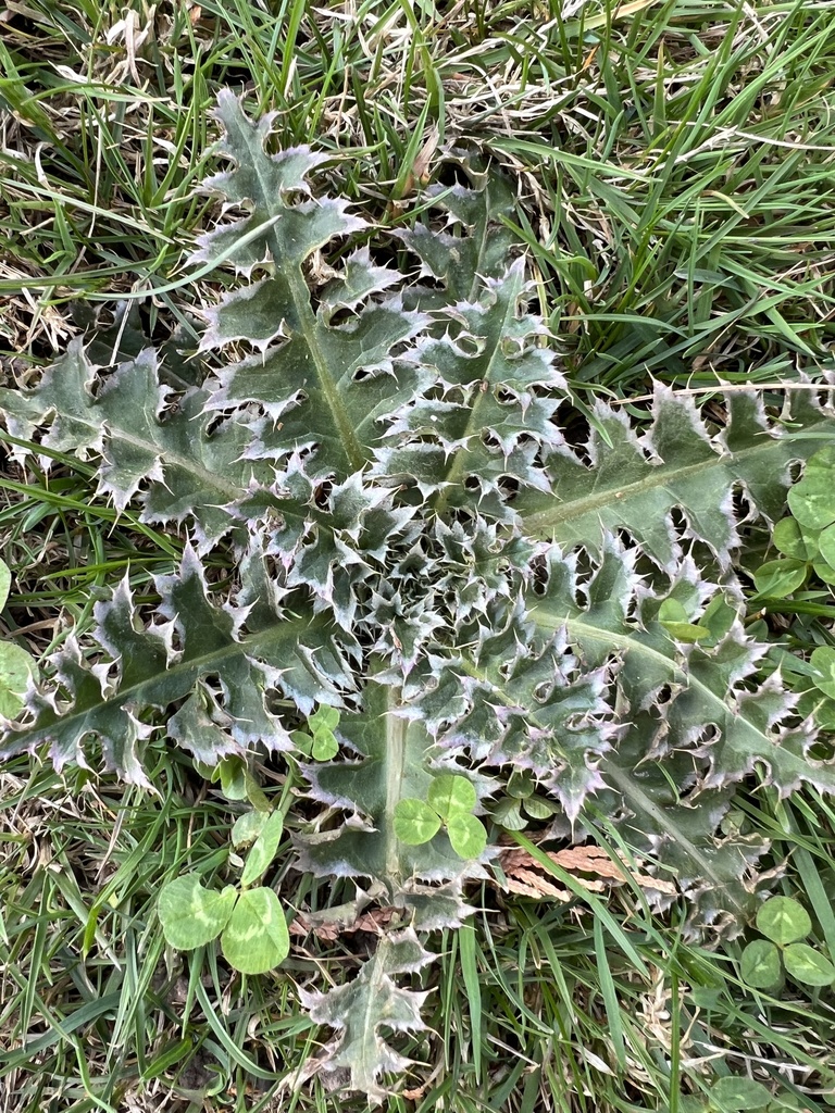 musk thistle from Urbana, IL, US on April 3, 2023 at 04:52 PM by ...