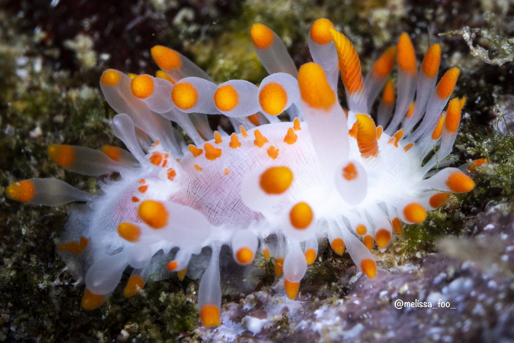 Orangetip Seaslugs from Pacific Ocean, MX on April 01, 2023 at 10:33 PM ...