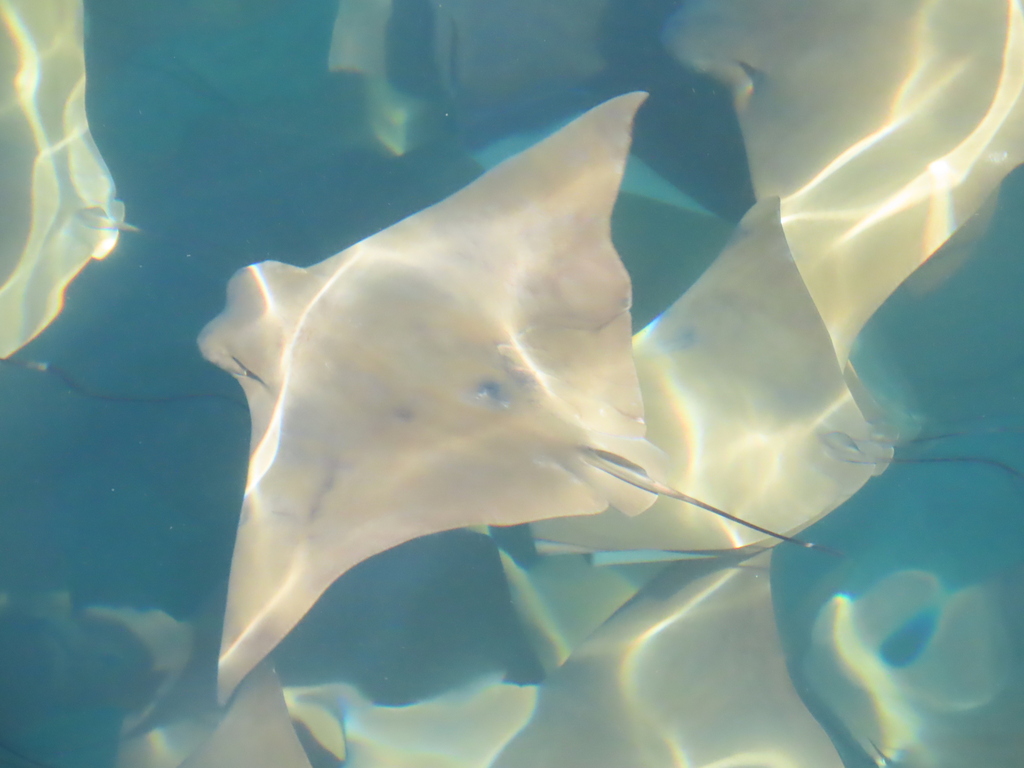 Australian Cownose Ray from Wallis Lake NSW 2428, Australia on December ...