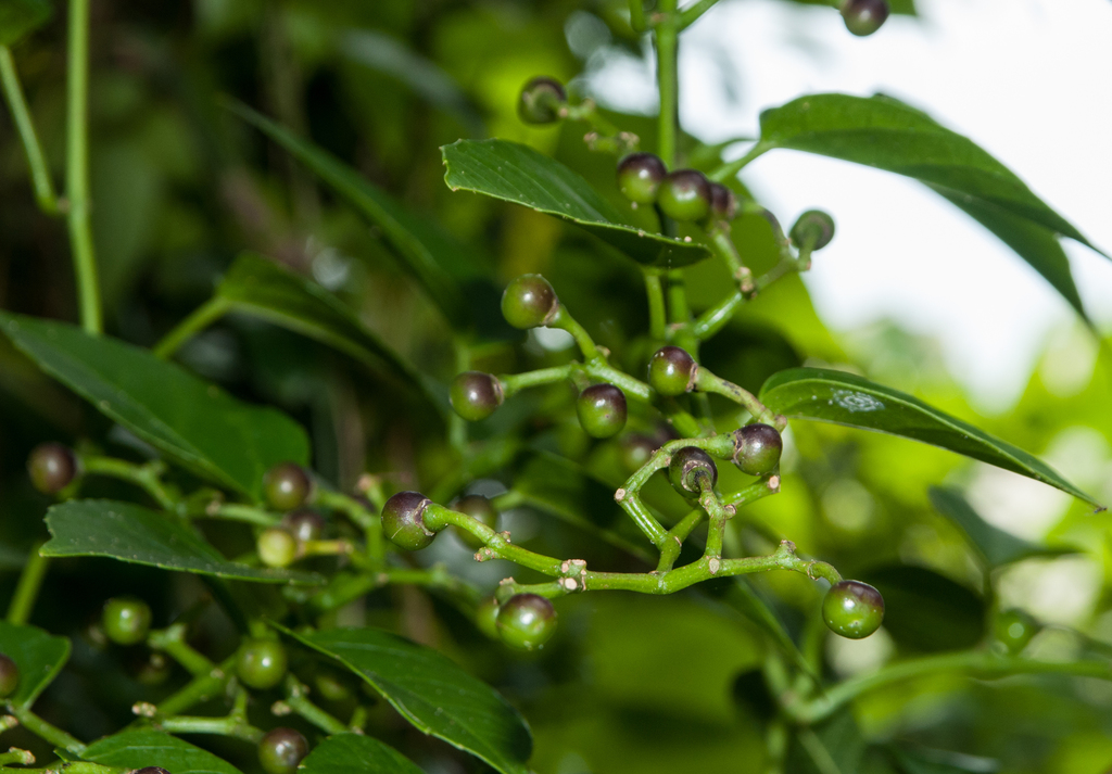 Cissus repens (Makaha Road Survey Guide) · iNaturalist