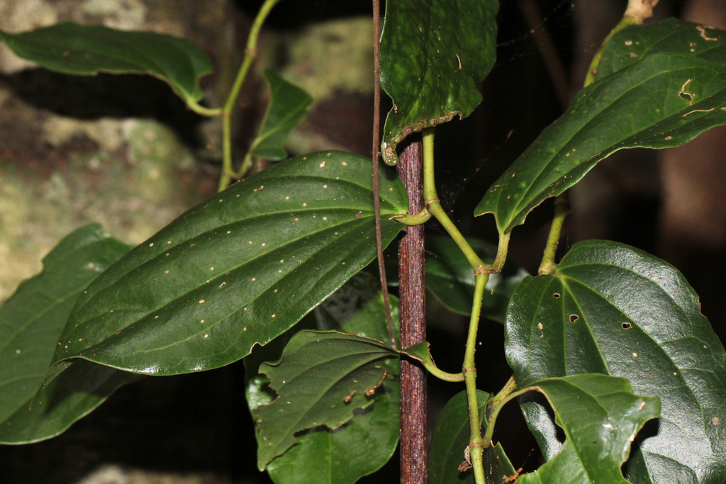 Australian Pepper Vine from Kroombit Tops NP, Tablelands QLD 4680 ...