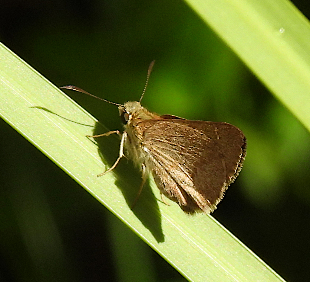Large Dingy Skipper in April 2023 by cirolana · iNaturalist