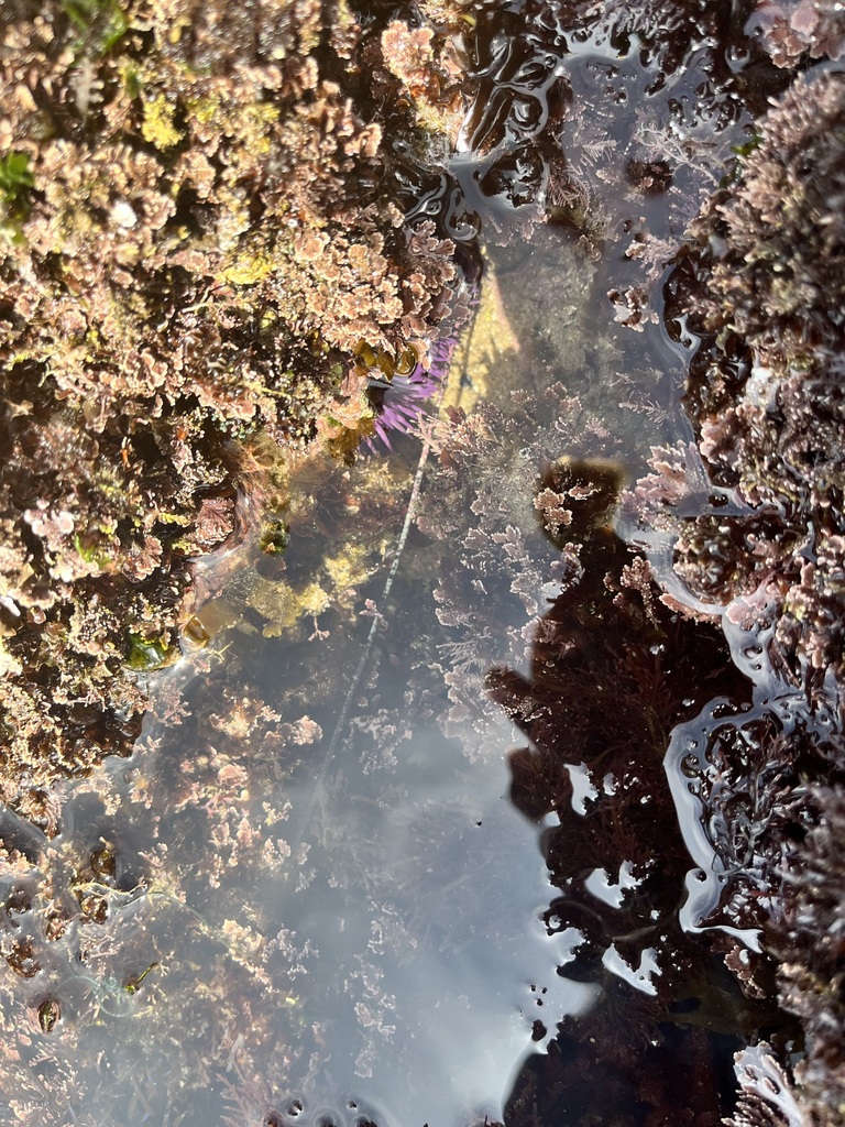 Pacific Purple Sea Urchin from Orange County, CA, USA on March 17, 2023 ...