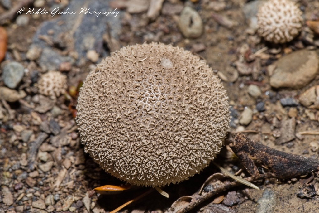 Lycoperdon from Ruapehu District Council, Manawatu-Wanganui, New ...