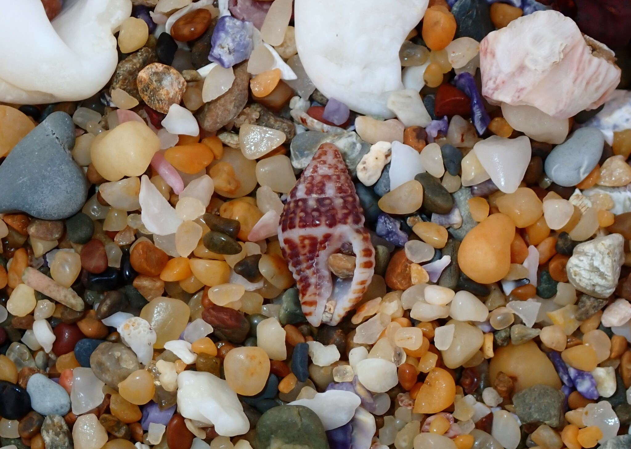 Engina armillata (Reeve, 1846)