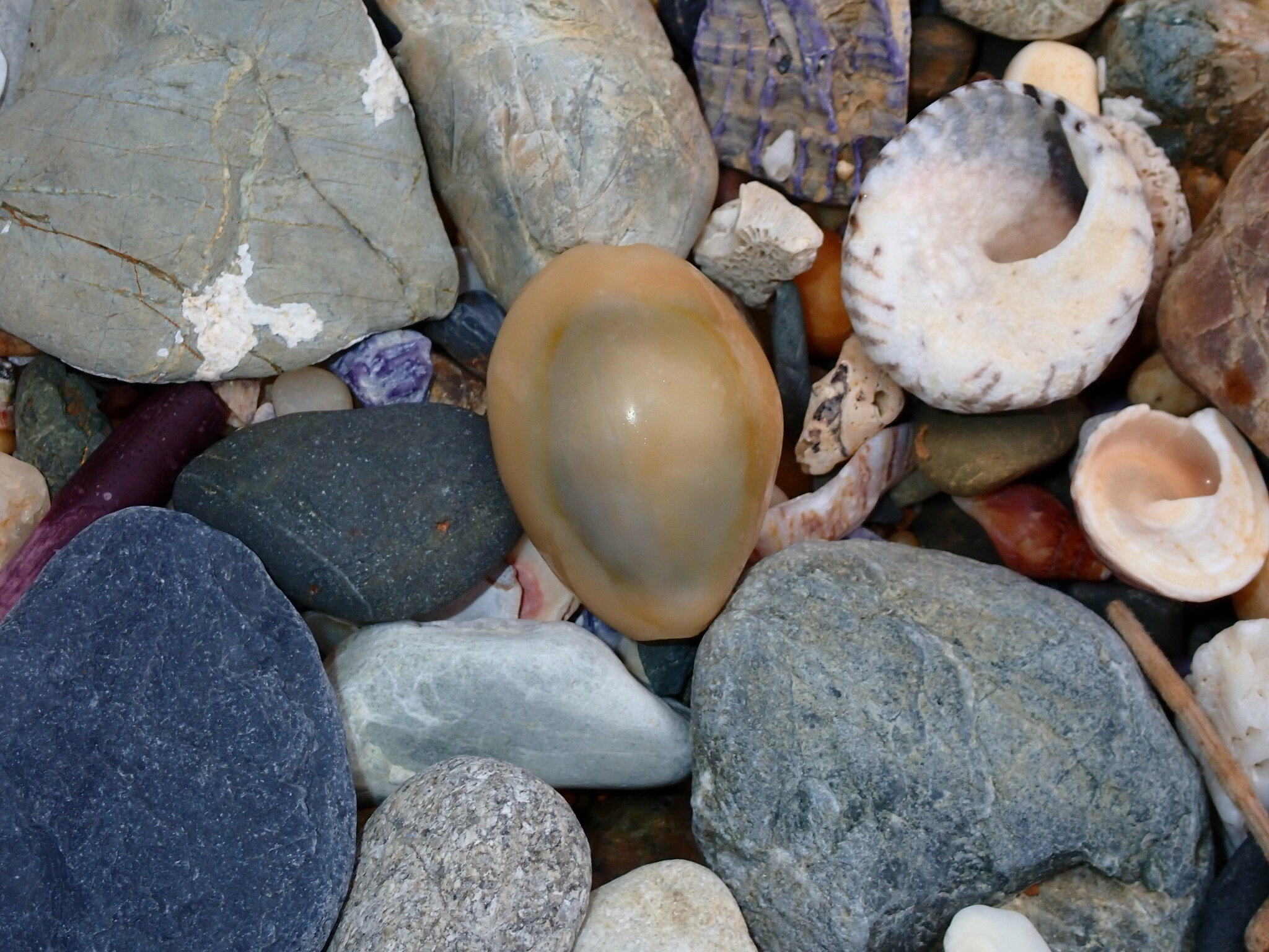 Monetaria annulus (Linnaeus, 1758)