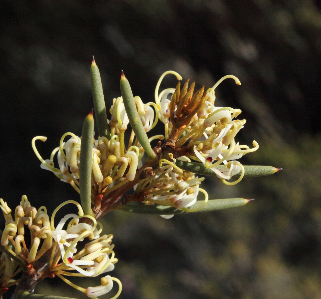 needle tree from Pingrup WA 6343, Australia on September 29, 2016 at 03 ...