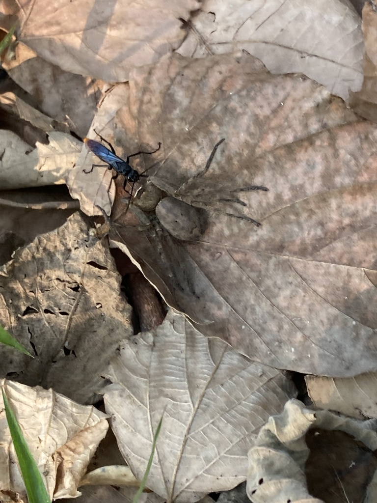 Asian Red-tailed Spider Wasp from 金龍湖產業道路, 大武鄉, TW on March 29, 2023 at ...