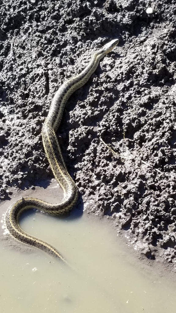 Giant Garter Snake in October 2018 by evgriffey · iNaturalist