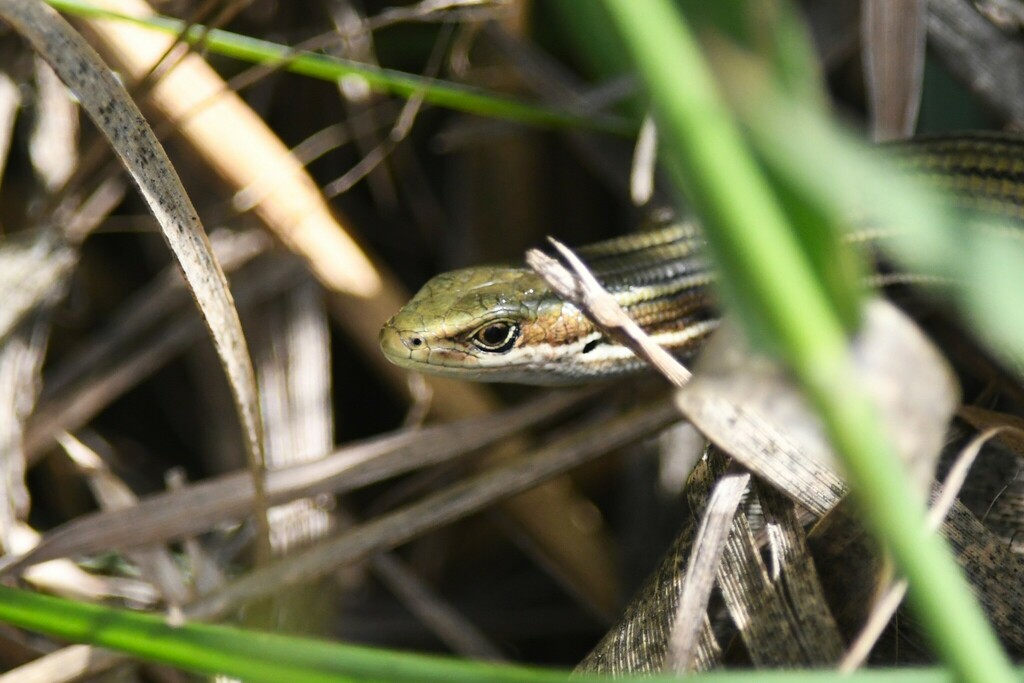 Glossy Grass Skink in April 2023 by Deb Oliver · iNaturalist
