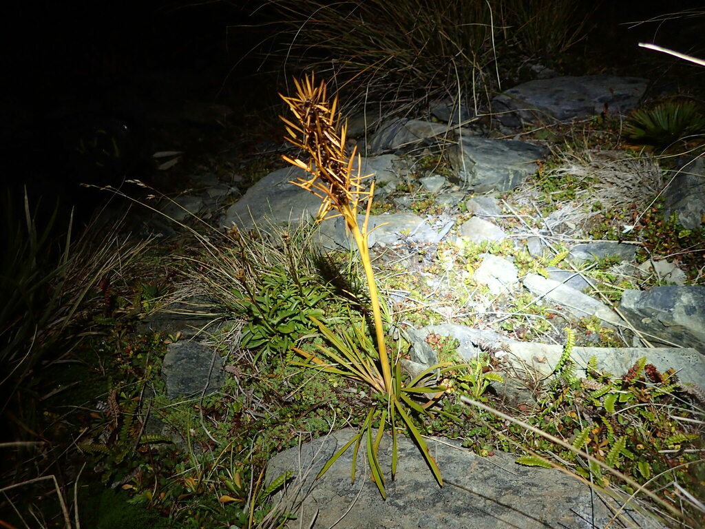 Spaniard grass in March 2023 by Penelope Noel Gillette. 'palatable ...