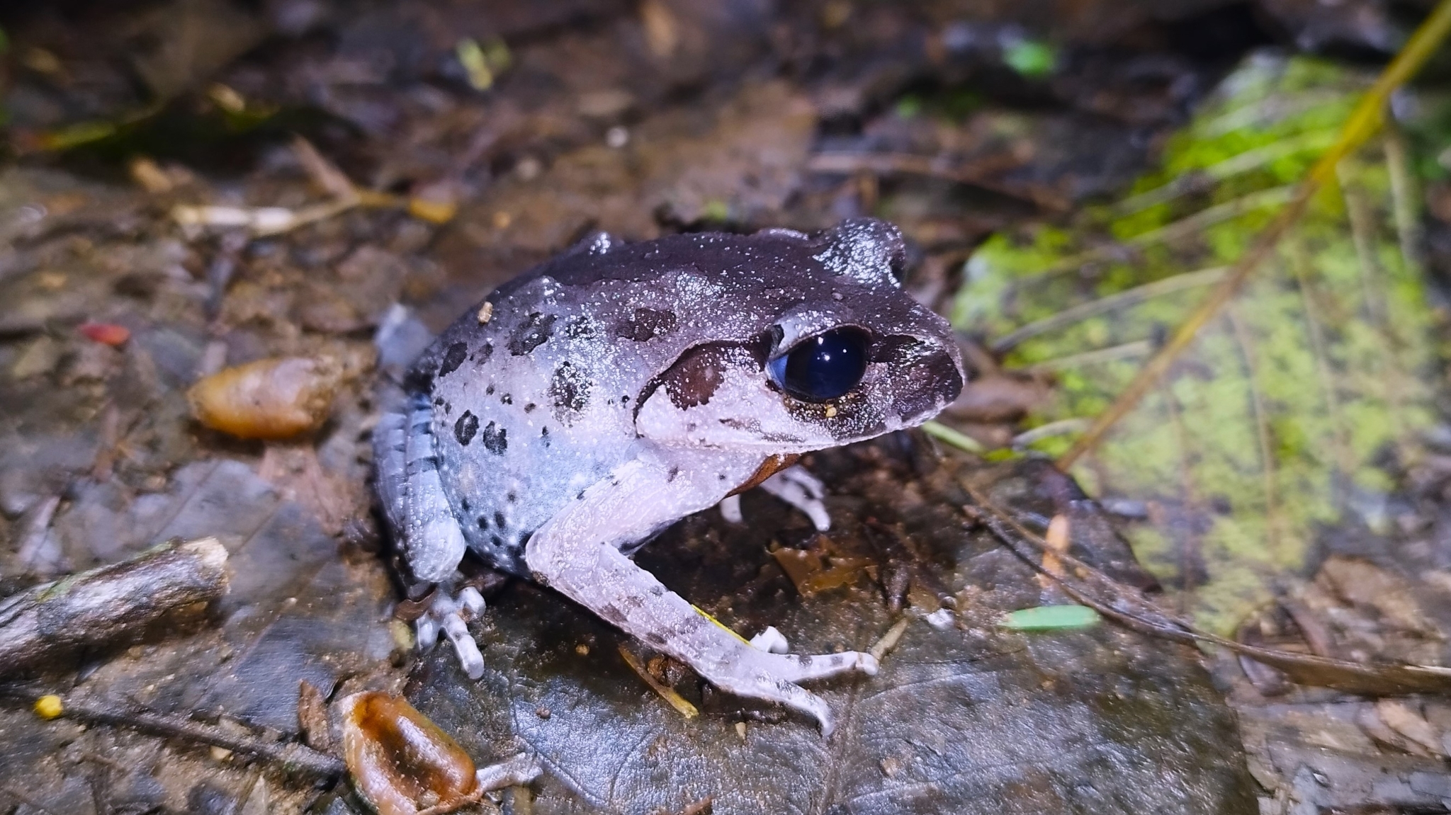 Leptobrachium hasseltii Tschudi, 1838