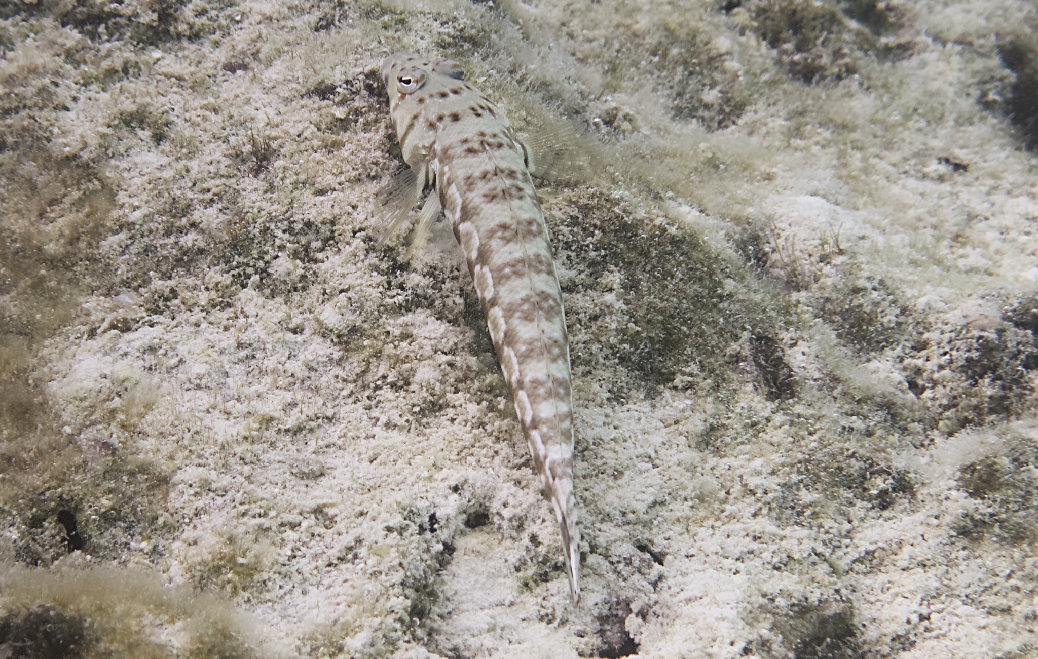 Parapercis millepunctata (Günther, 1860)