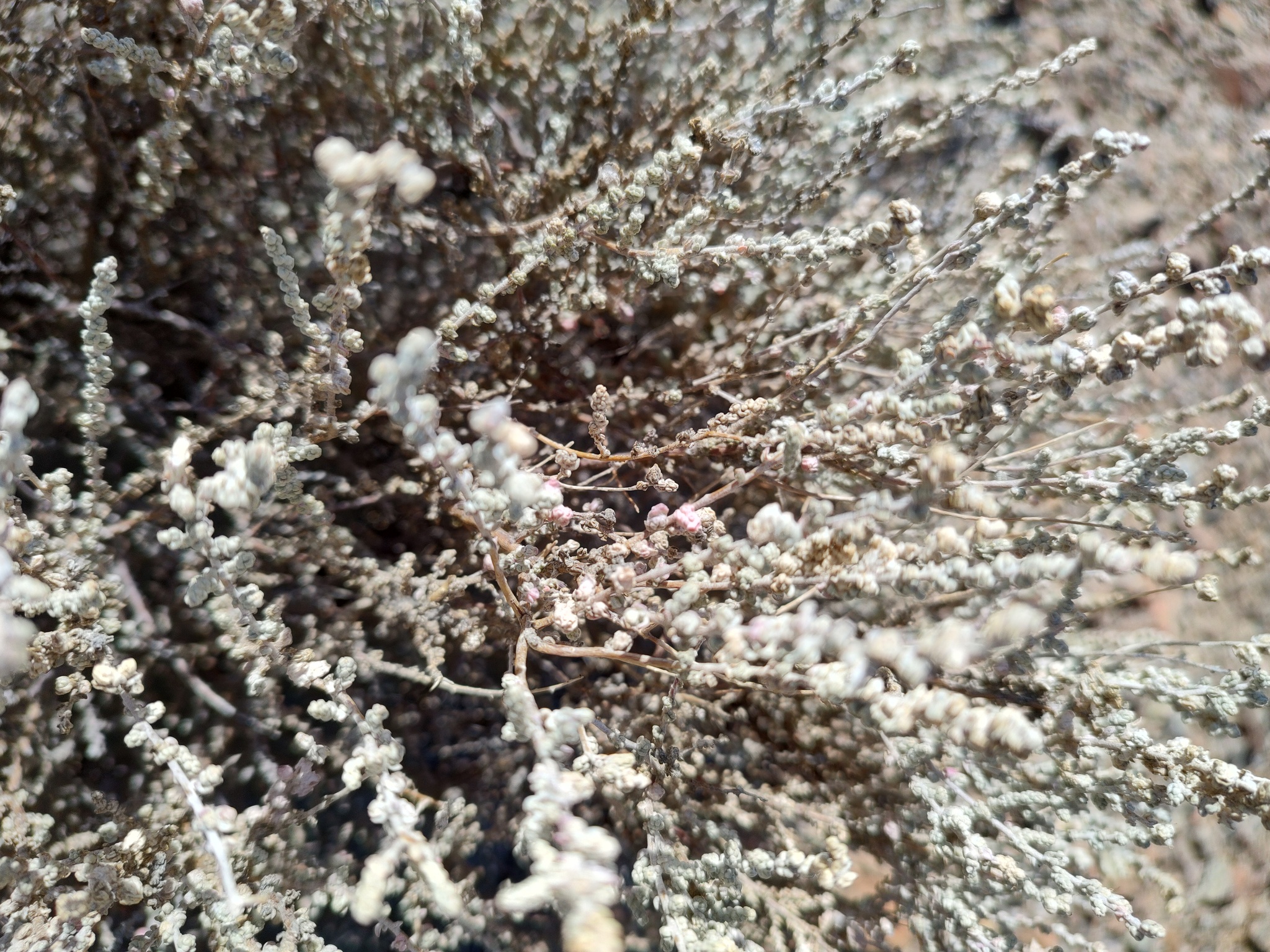 Atriplex julacea S.Watson