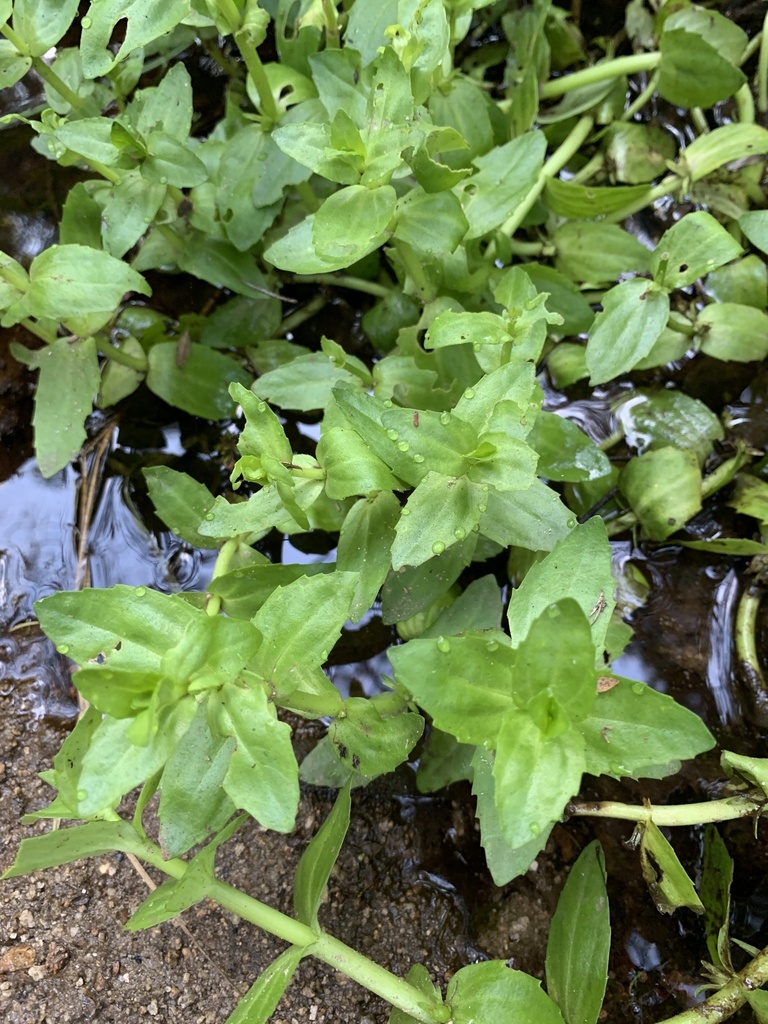 Austral Brooklime from Seabrook Ave, Rosebud, VIC, AU on April 3, 2023 ...