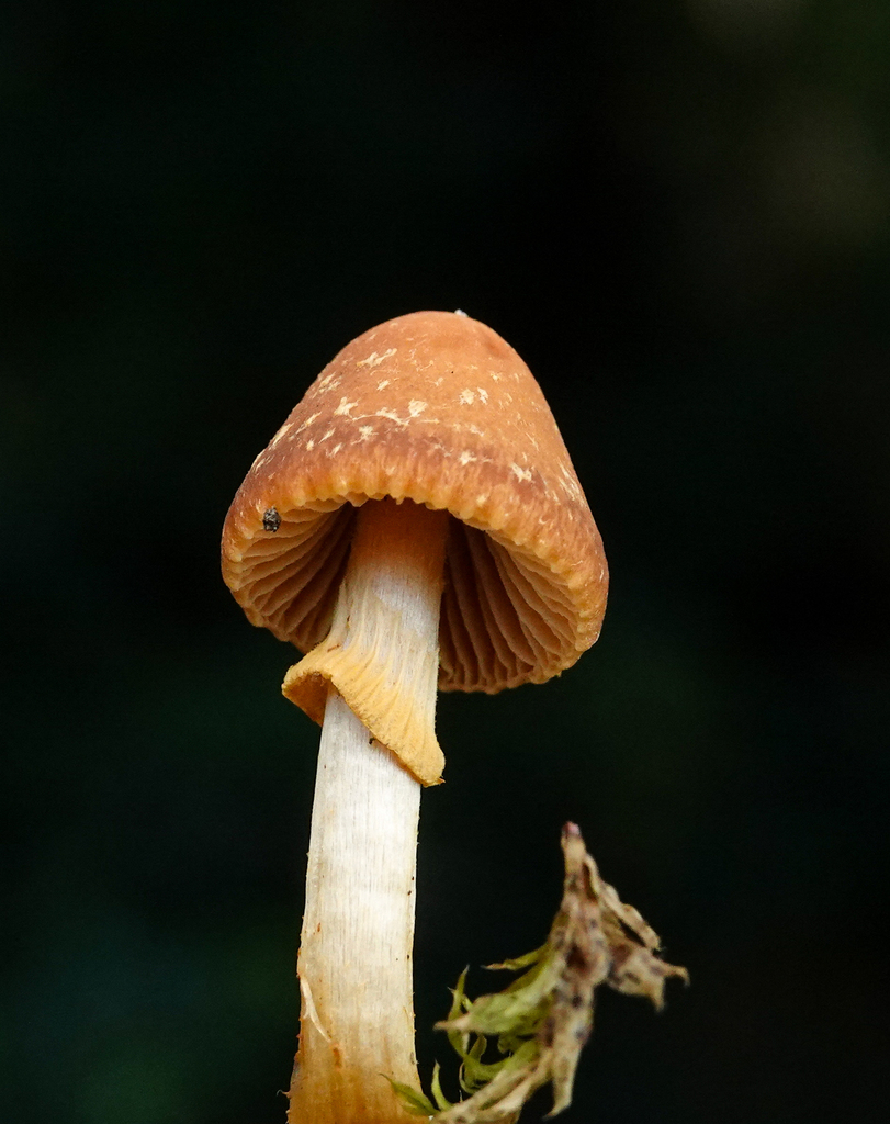 Descolea recedens from Sydney NSW, Australia on April 04, 2023 at 11:44 ...