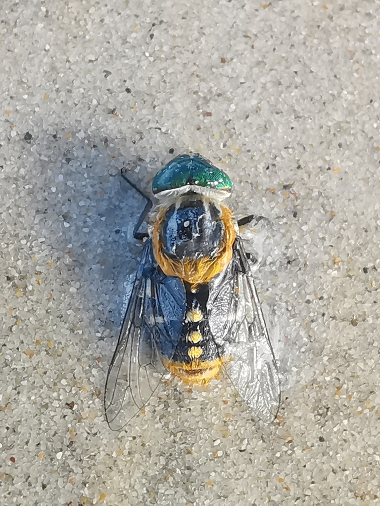 flower-feeding march fly from Australia on April 04, 2023 at 03:17 PM ...