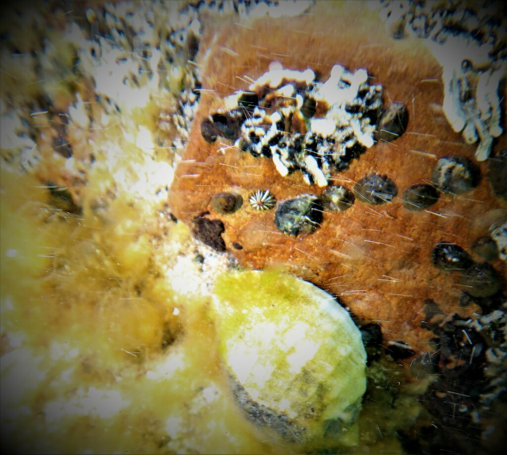 Cart-Rut Shell from Carrickalinga SA 5204, Australia on April 03, 2023 ...