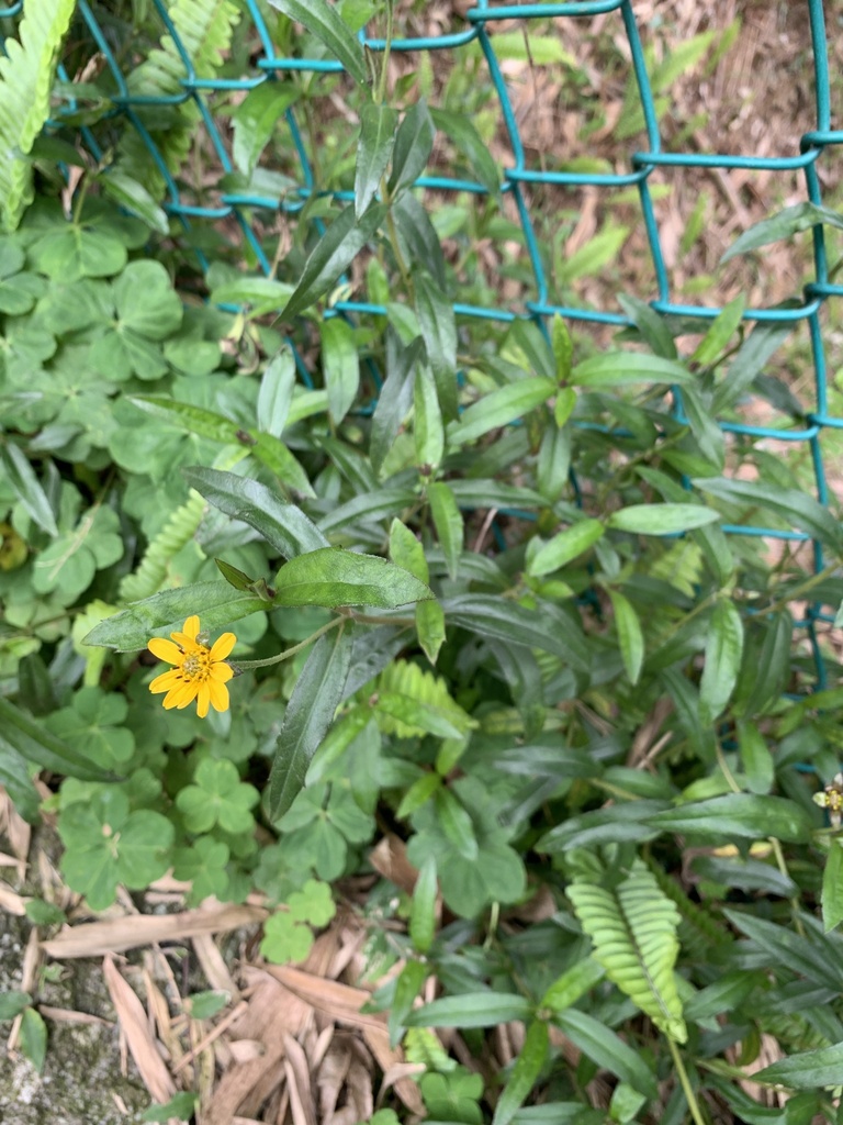 trailing daisy from 陽明山國家公園, TW on April 04, 2023 at 03:35 PM by Connie ...